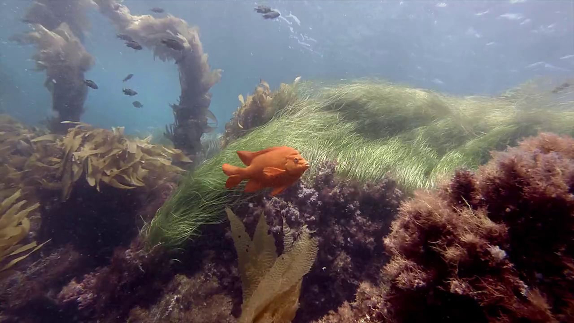 Why Catalina Island Could Be the Future Epicenter for Renewable Energy ...