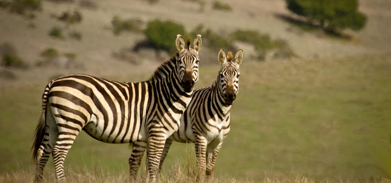 What’s the Story with Those Zebras at Hearst Castle? - Golden State