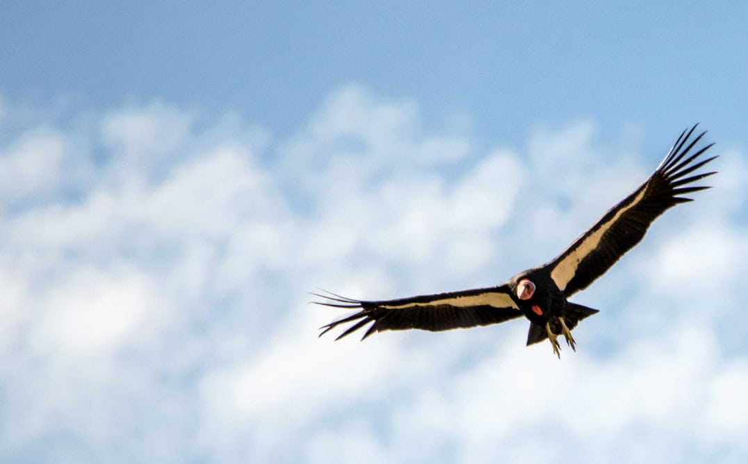 Upgrade Your Shrimp Cocktail for This Year’s Holiday Party - Golden State