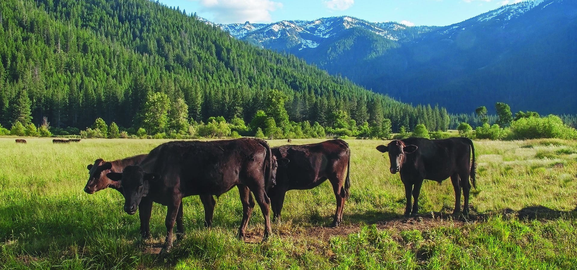 In the Hills That Sparked the Gold Rush, Genesee Valley Ranch Is ...