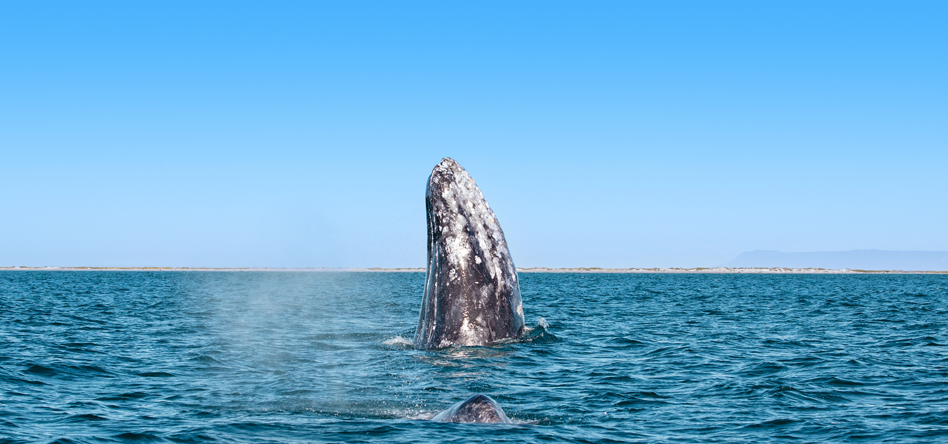Where to Watch This Year’s Gray Whale Migration in Northern California ...